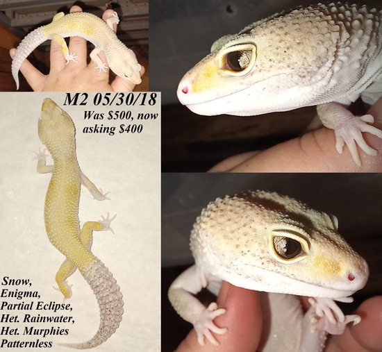 Mack Snow, Enigma, Partial Eclipse, Het Rainwater Albino, Het Murphy's ...