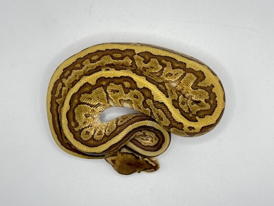 Leopard Lesser Pin Ball Python by ReptiCulture, LLC