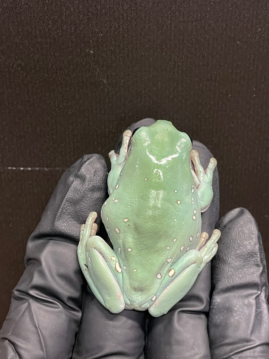 Snowflake White's Tree Frog by ReptiDonz - MorphMarket