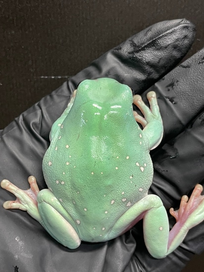 Snowflake White's Tree Frog by ReptiDonz