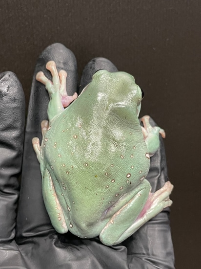 Snowflake White's Tree Frog by ReptiDonz