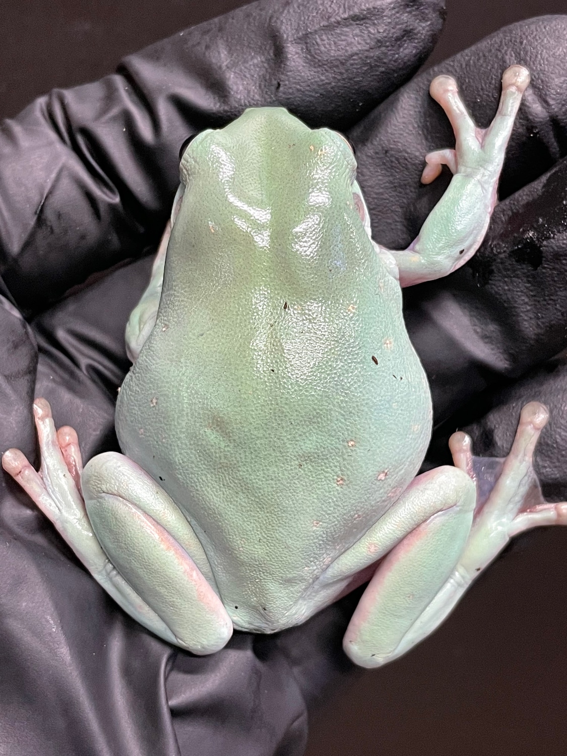 Normal White's Tree Frog by ReptiDonz - MorphMarket