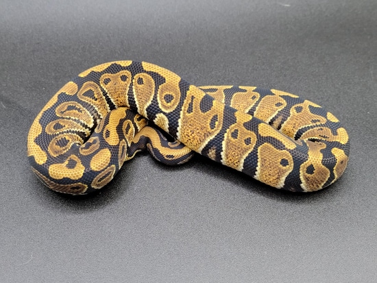 2021 Het Clown Ball Python by Morphic Exotics
