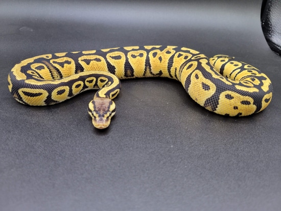 2021 Pastel Cypress Yellowbelly Het Clown Ball Python by Morphic Exotics