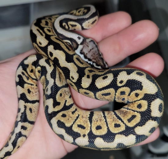 Pastel Spotnose Calico Het Ghost Ball Python by Morphic Exotics
