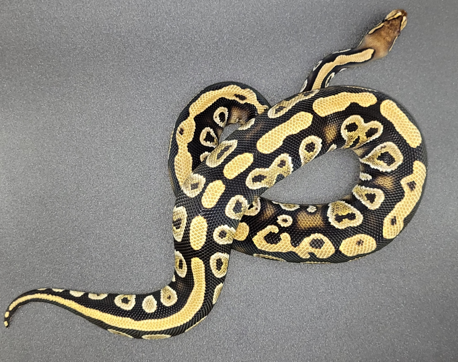 Cypress Het Clown (Pos) Yellowbelly Ball Python by Morphic Exotics - MorphMarket