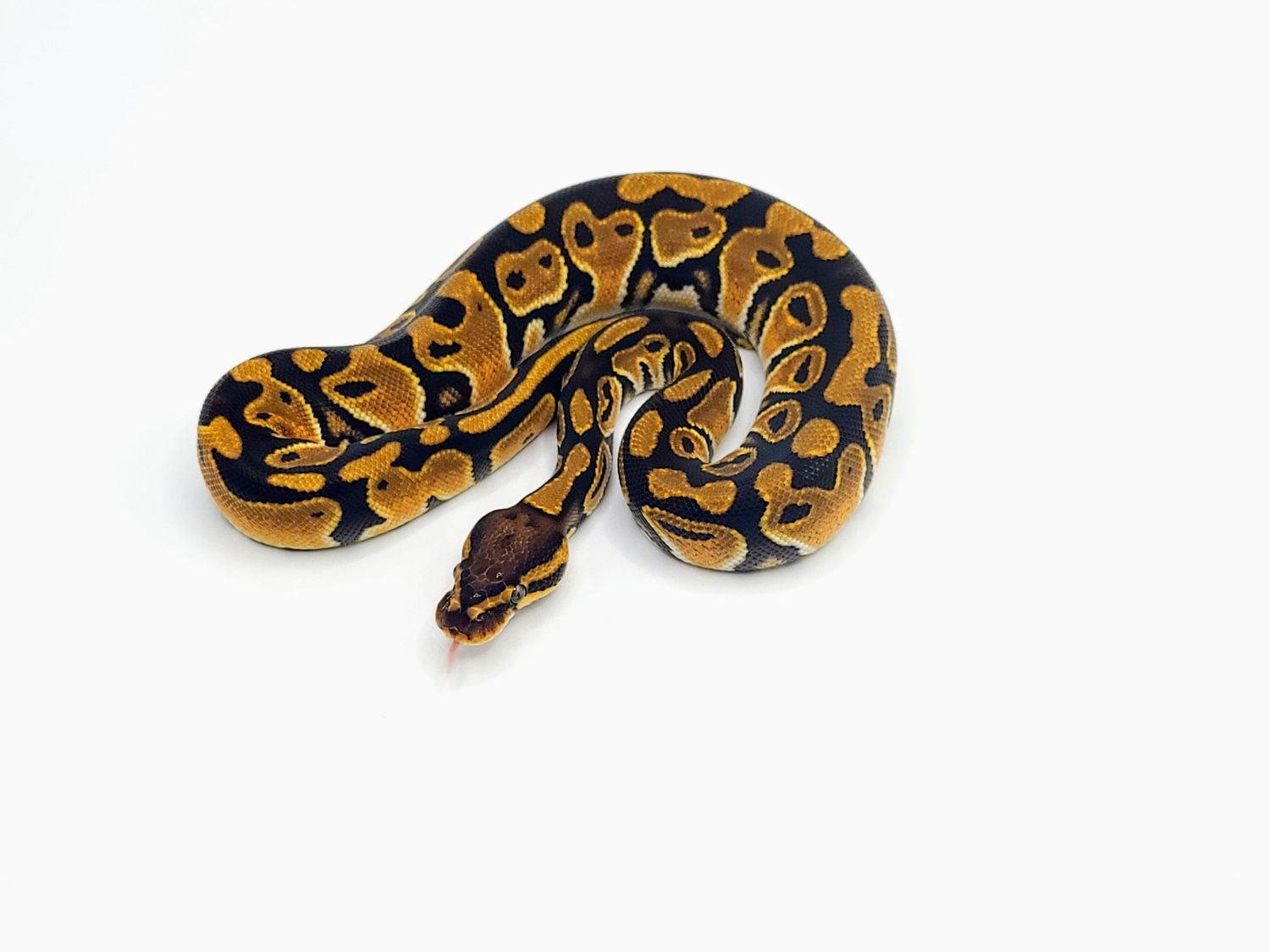 Orange Dream 66% Het Clown Ball Python by Morphic Exotics - MorphMarket