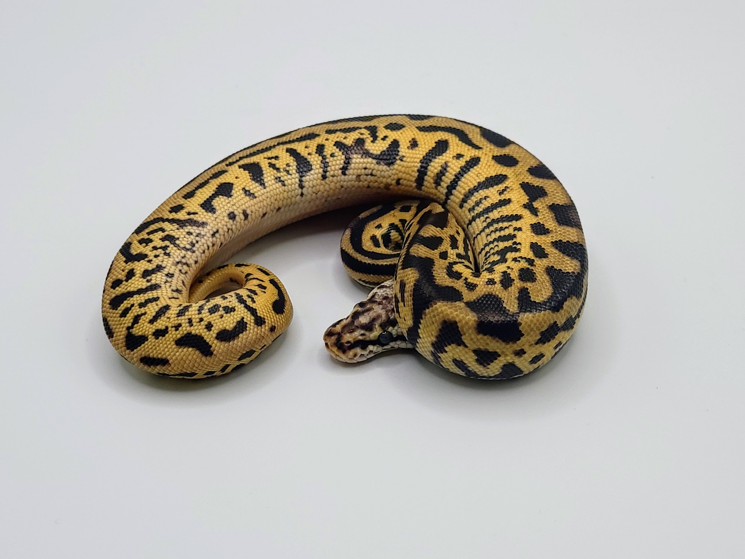 Pastel Spotnose Leopard Orange Dream 66% Het Cdlown Ball Python by ...