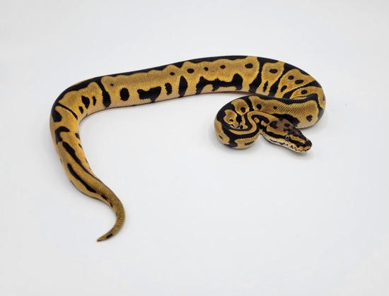Orange Dream Spotnose Leopard 66% Het Clown Ball Python by Morphic ...