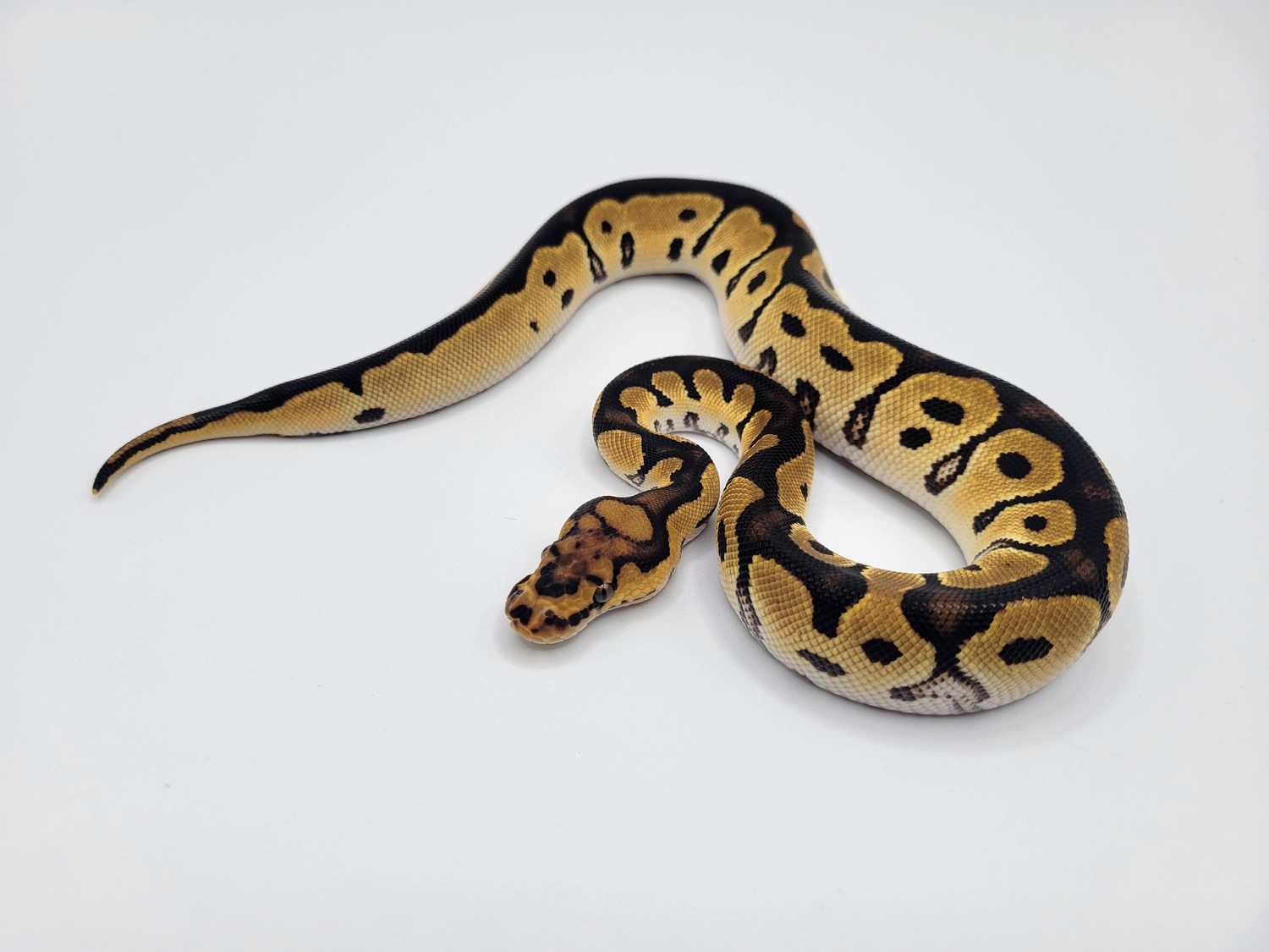 OD Clown Ball Python by Morphic Exotics - MorphMarket