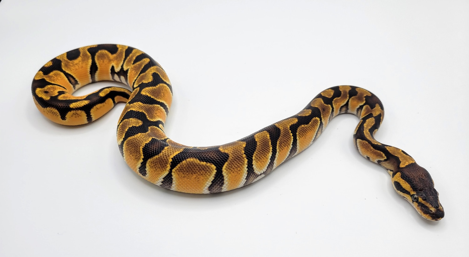 Enchi Orange Dream 100% Het Clown Ball Python by Morphic Exotics ...