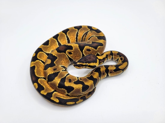Enchi (Pos OD) 100% Het Clown Ball Python by Morphic Exotics