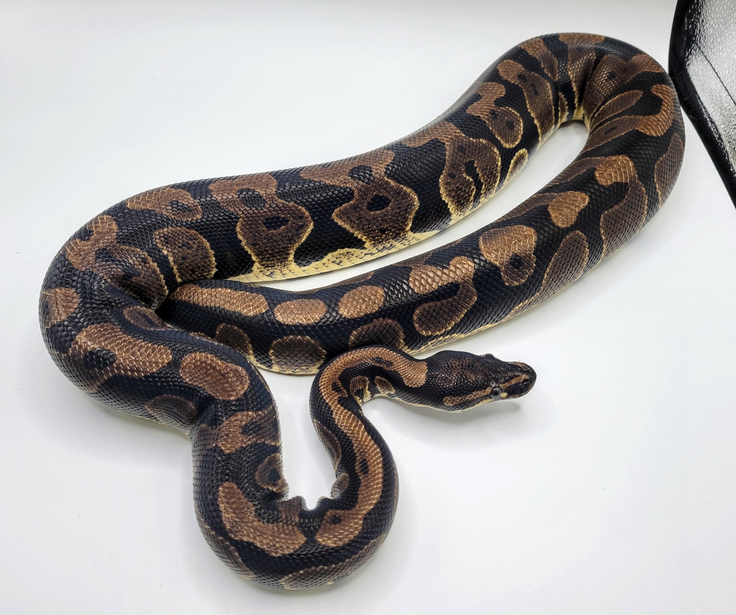 Confusion Ball Python by Morphic Exotics - MorphMarket
