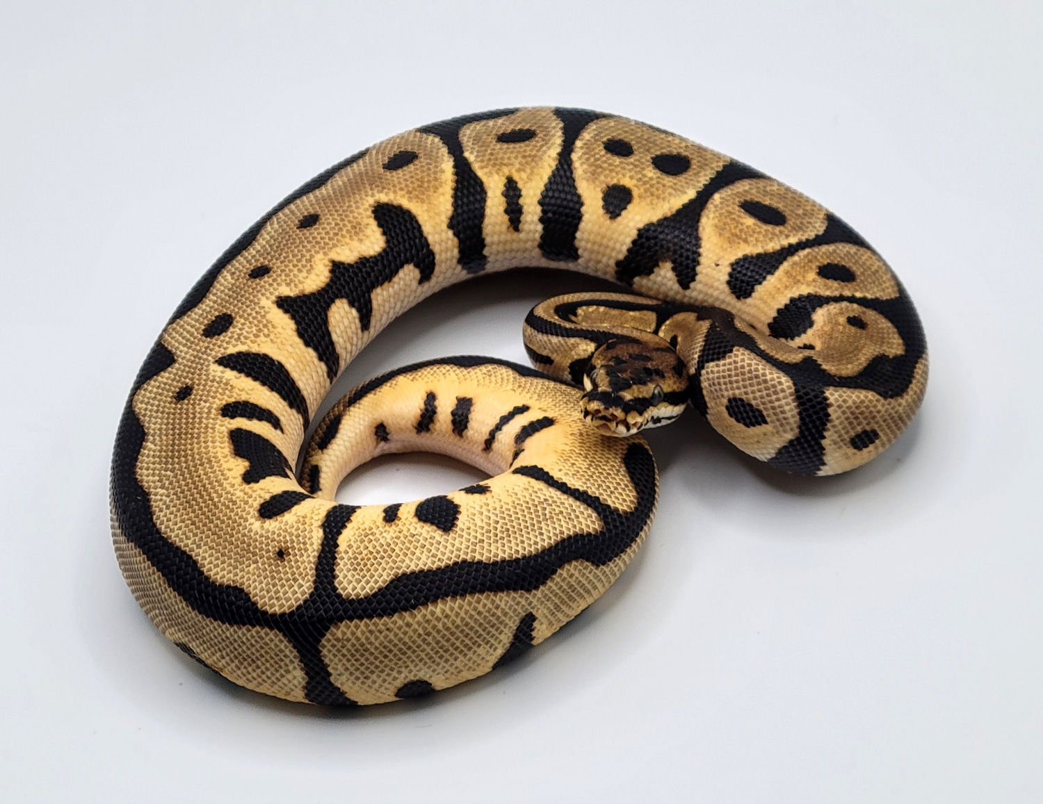 Orange Dream Spotnose Leopard 66% Het Clown Ball Python by Morphic ...