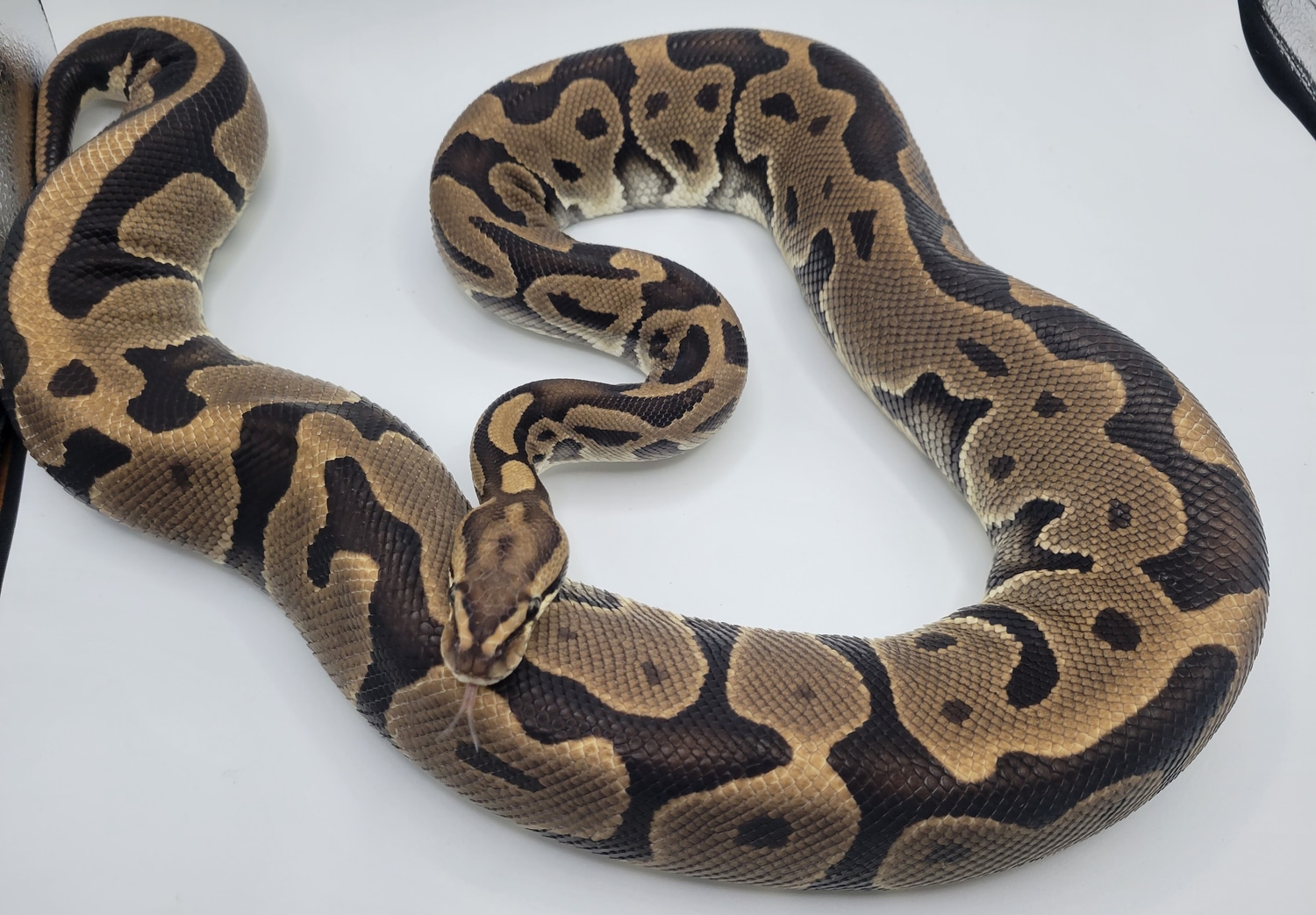 PB Leopard Yellowbelly Ball Python by Morphic Exotics - MorphMarket