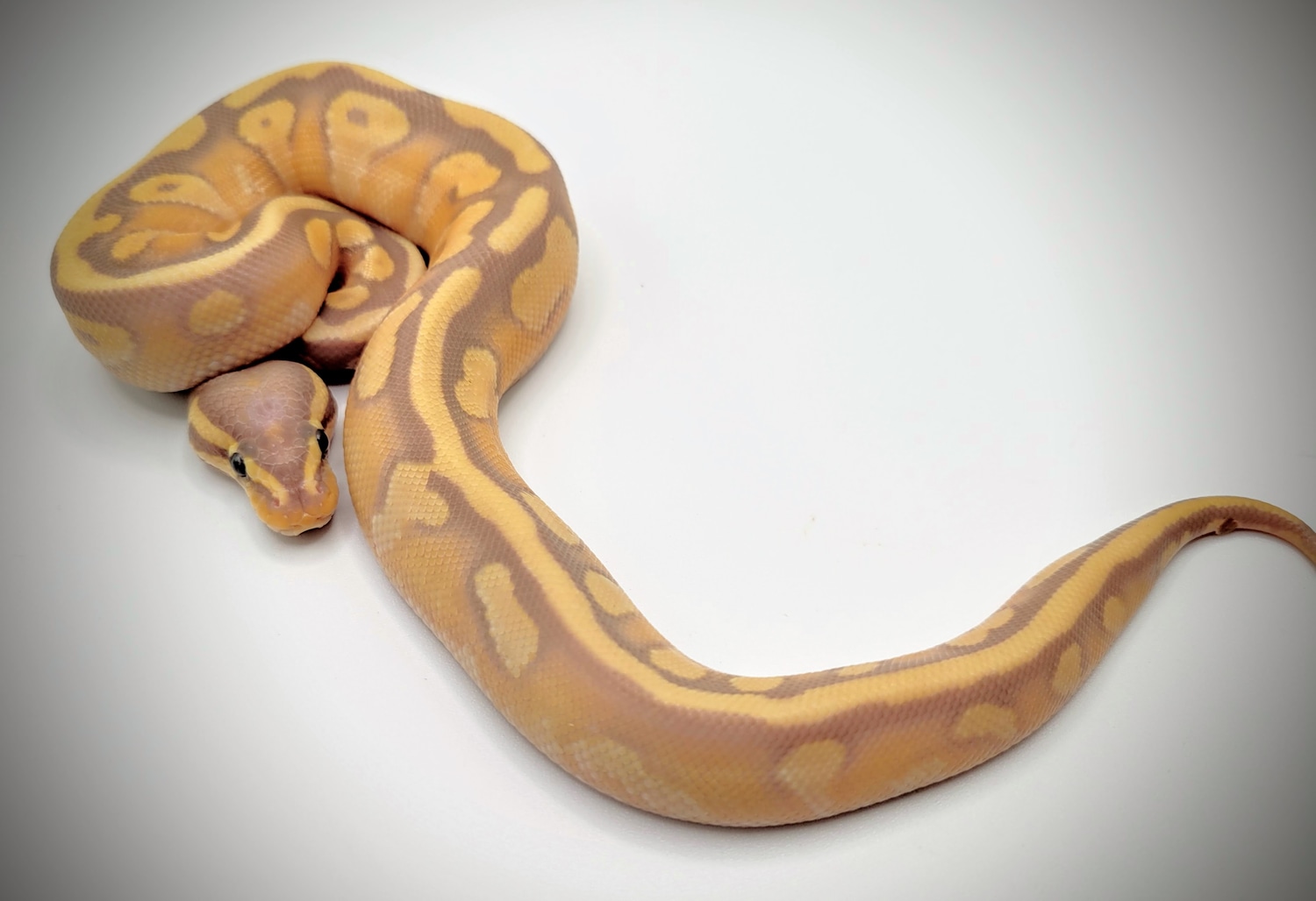 Banana Mojave Sugar 100% Het Clown 50% Het Hypo Ball Python by Morphic ...