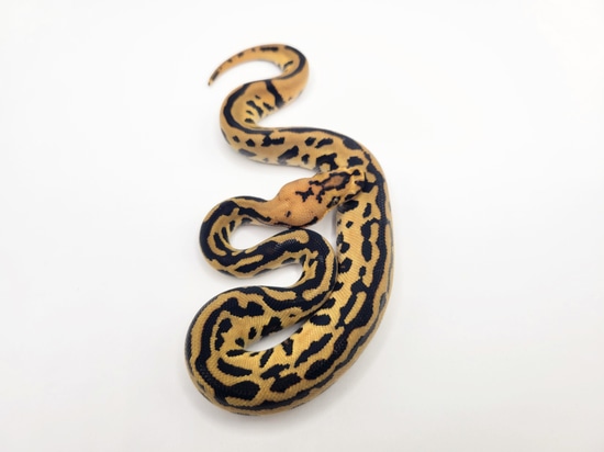 Orange Dream Batman - Free Shipping Ball Python by Morphic Exotics
