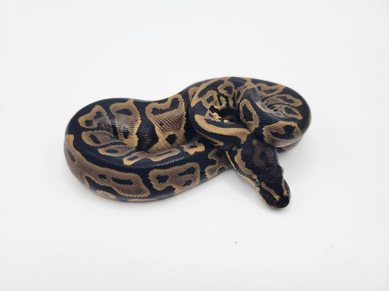 Leopard 66% Het Clown Ball Python by Morphic Exotics