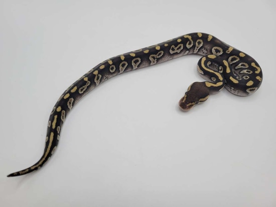 Mojave Chocolate Het Clown 66% Het Hypo Ball Python by Morphic Exotics