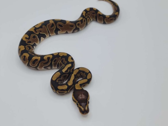 Scaleless Head Het Clown 50% Het Hypo Ball Python by Morphic Exotics