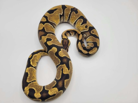 Enchi DH Clown DG Ball Python by Morphic Exotics
