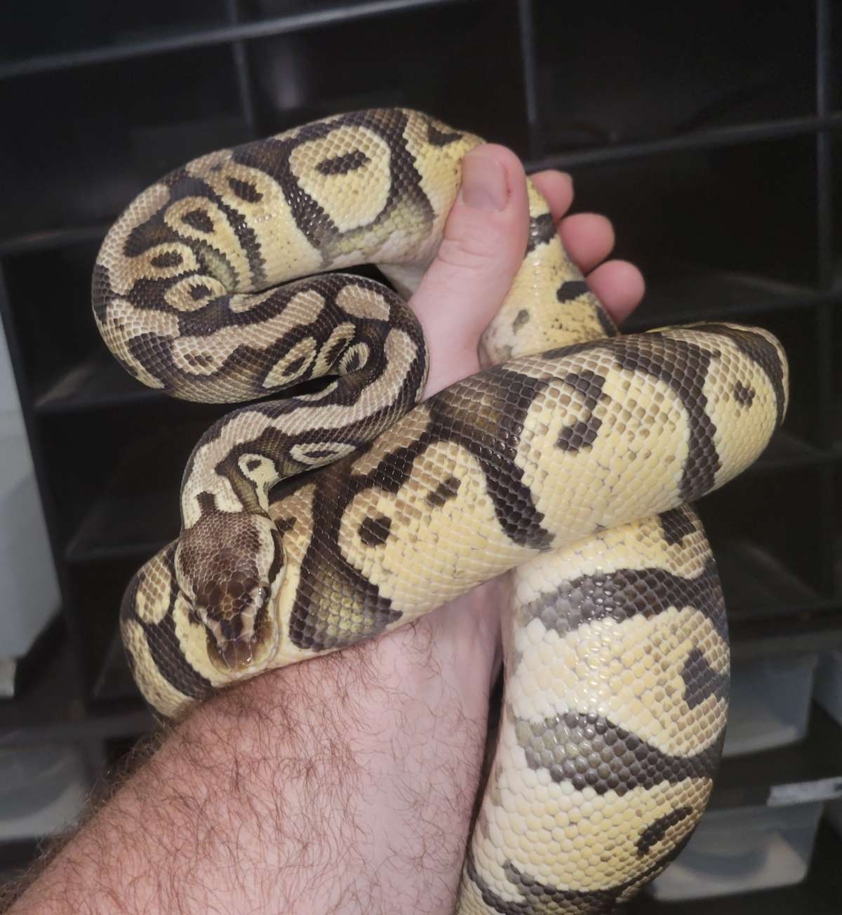 Female - Super Pastel Het Clown Proven Ball Python by Morphic Exotics - MorphMarket