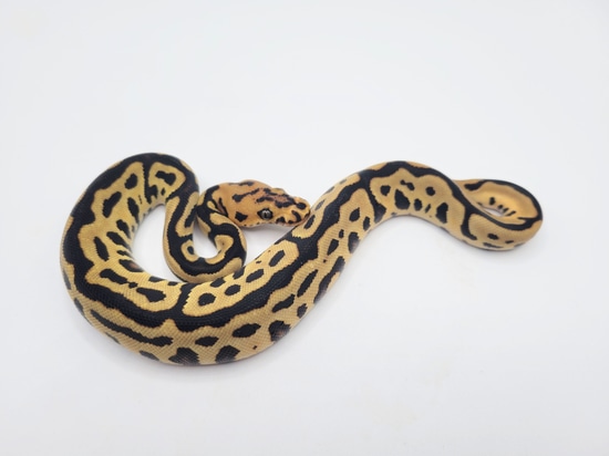 Batgirl - Leopard Spotnose Clown Ball Python by Morphic Exotics