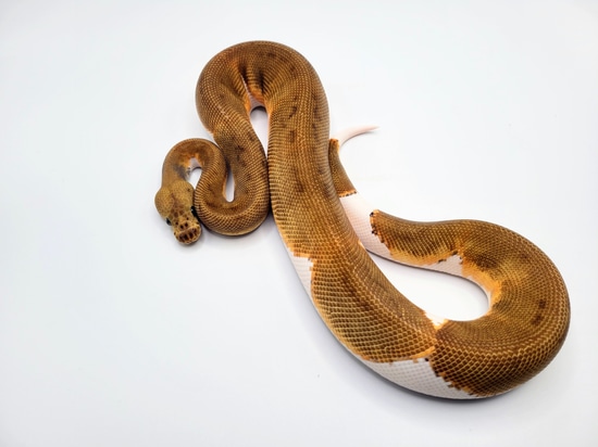 Henry Ball Python by Morphic Exotics