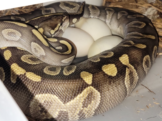 Chocolate Mojave Het Hypo 66% Het Clown Ball Python by Morphic Exotics