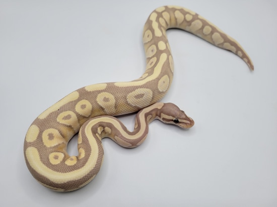 Banana Mojave Sugar Het Clown 50% Het Hypo Ball Python by Morphic Exotics