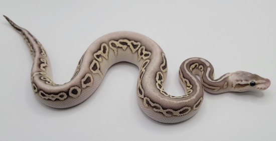 Black Pewter Butter 66% Het Clown 50% Het Hypo Ball Python by Morphic Exotics