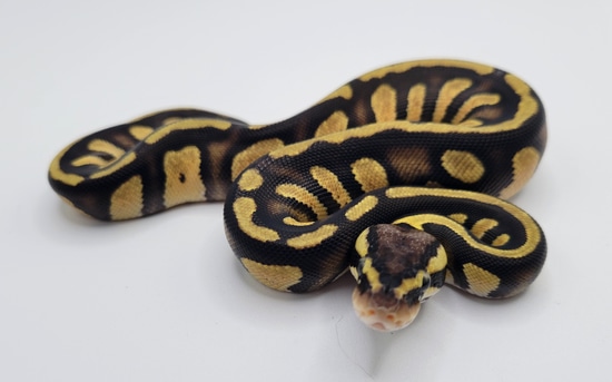 Pastel Stranger Ball Python by Morphic Exotics