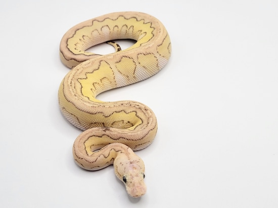Pastel Butter Clown 50% Het Hypo Ball Python by Morphic Exotics