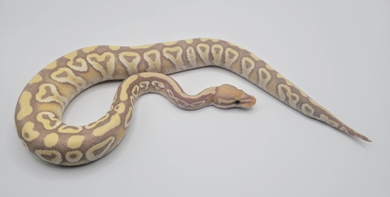 Trio - Group Ball Python by Morphic Exotics