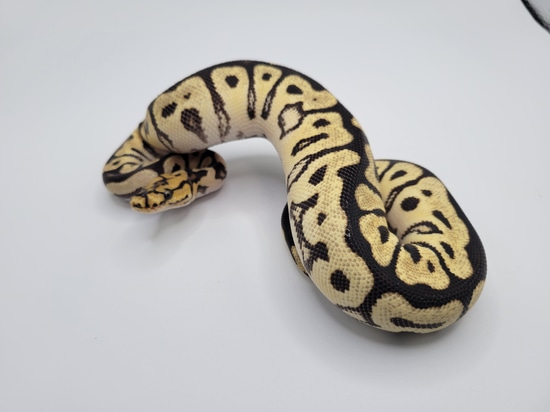 Orange Dream Spotnose Clown Ball Python by Morphic Exotics