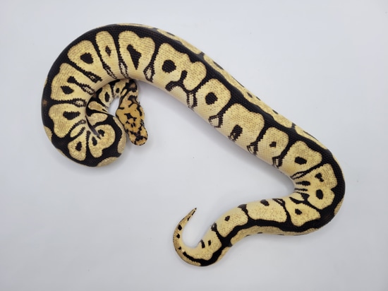 Spotnose OD Lace Clown Ball Python by Morphic Exotics