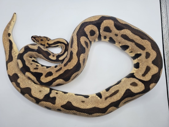 Orange Dream Leopard Spotnose Het Clown - Proven Breeder Ball Python by ...