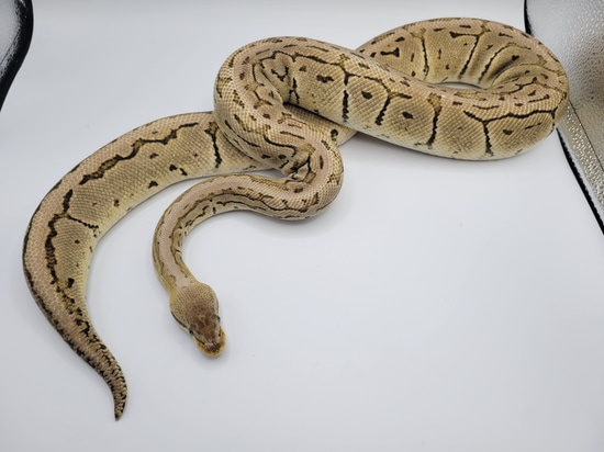 Pastel Pinstripe Orange Dream Ball Python by Morphic Exotics