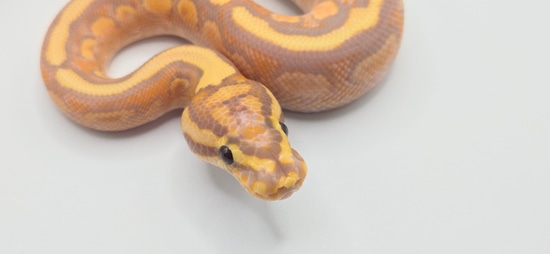 Banana Spotnose Calico YB 100% DH Hypo Clown Ball Python by Morphic Exotics