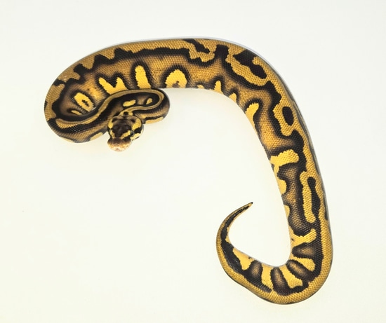 Pastel Stranger Leopard Enchi 100% Het Clown Ball Python by Morphic Exotics