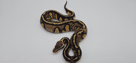 Pastel Stranger 50% Het Clown Ball Python by Morphic Exotics