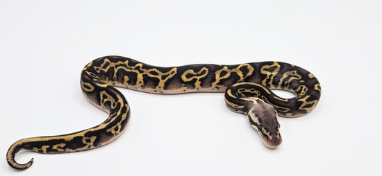 Pastel Leopard Lace Het Clown Ball Python by Morphic Exotics