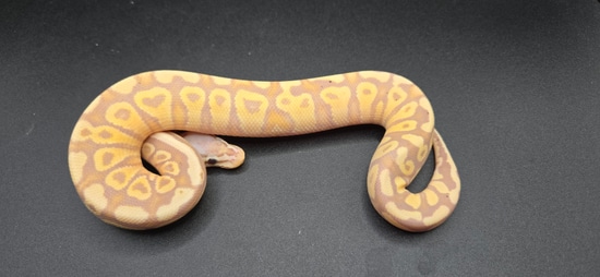 Pastel Banana YB Het Clown 66% Het Hypo Ball Python by Morphic Exotics