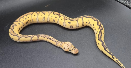 Pastel White Lace Clown Ball Python by Morphic Exotics