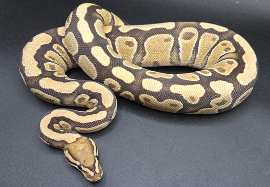 Fire Scaleless Head Het Clown 50% Het Hypo Ball Python by Morphic Exotics