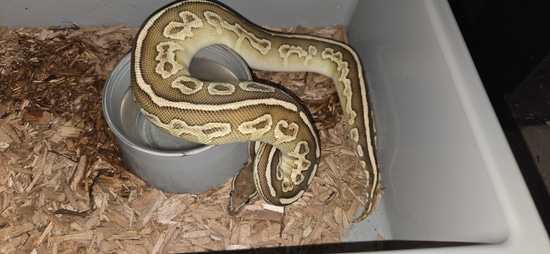 Black Pastel Butter Red Gene 66% Het Clown 50% Het Hypo Ball Python by Morphic Exotics