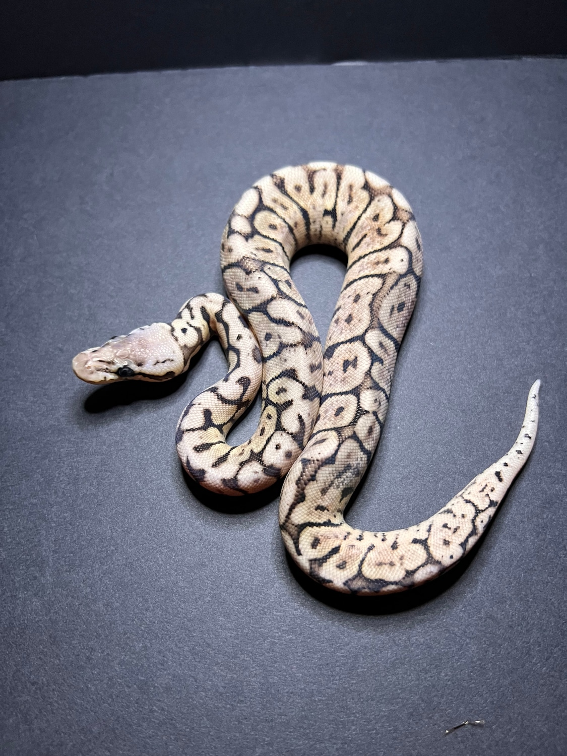 Pastel Ghi Lesser Spider Het Hypo Ball Python by 278 Herps - MorphMarket