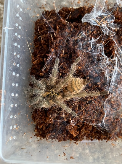 Neoholothele Incei 'Olive' Trinidad Dwarf Tarantula by Kali’s Creepy ...