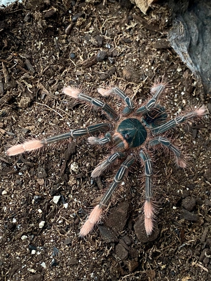 Pinkfoot Goliath Birdeater Tarantula CB - Theraphosa Apophysis by ...