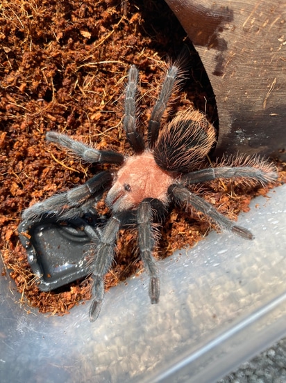 Mexican Rose Grey Tarantula - Tliltocatl Verdezi by Kali’s Crawlies